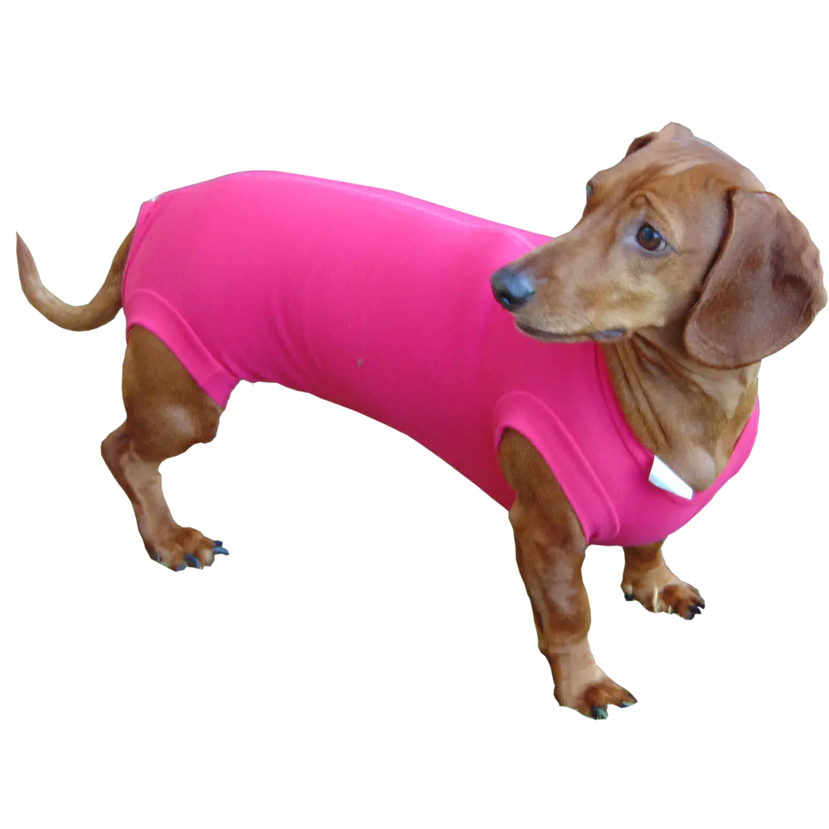 Body`s Post-Operatorio para Mascotas.