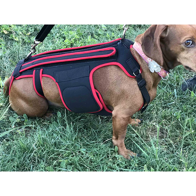 BODY´S ORTOPEDICOS DE COLUMNA PARA PERROS.
