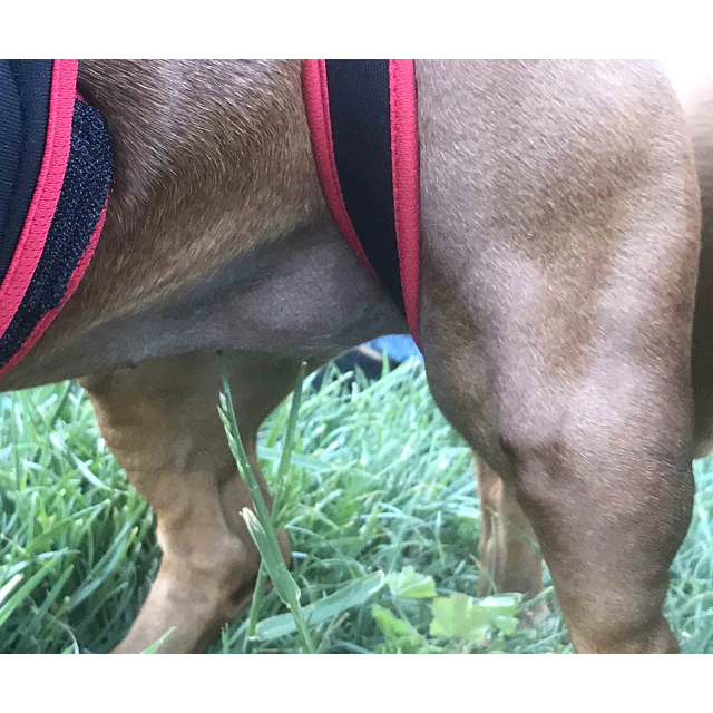 BODY´S ORTOPEDICOS DE COLUMNA PARA PERROS.