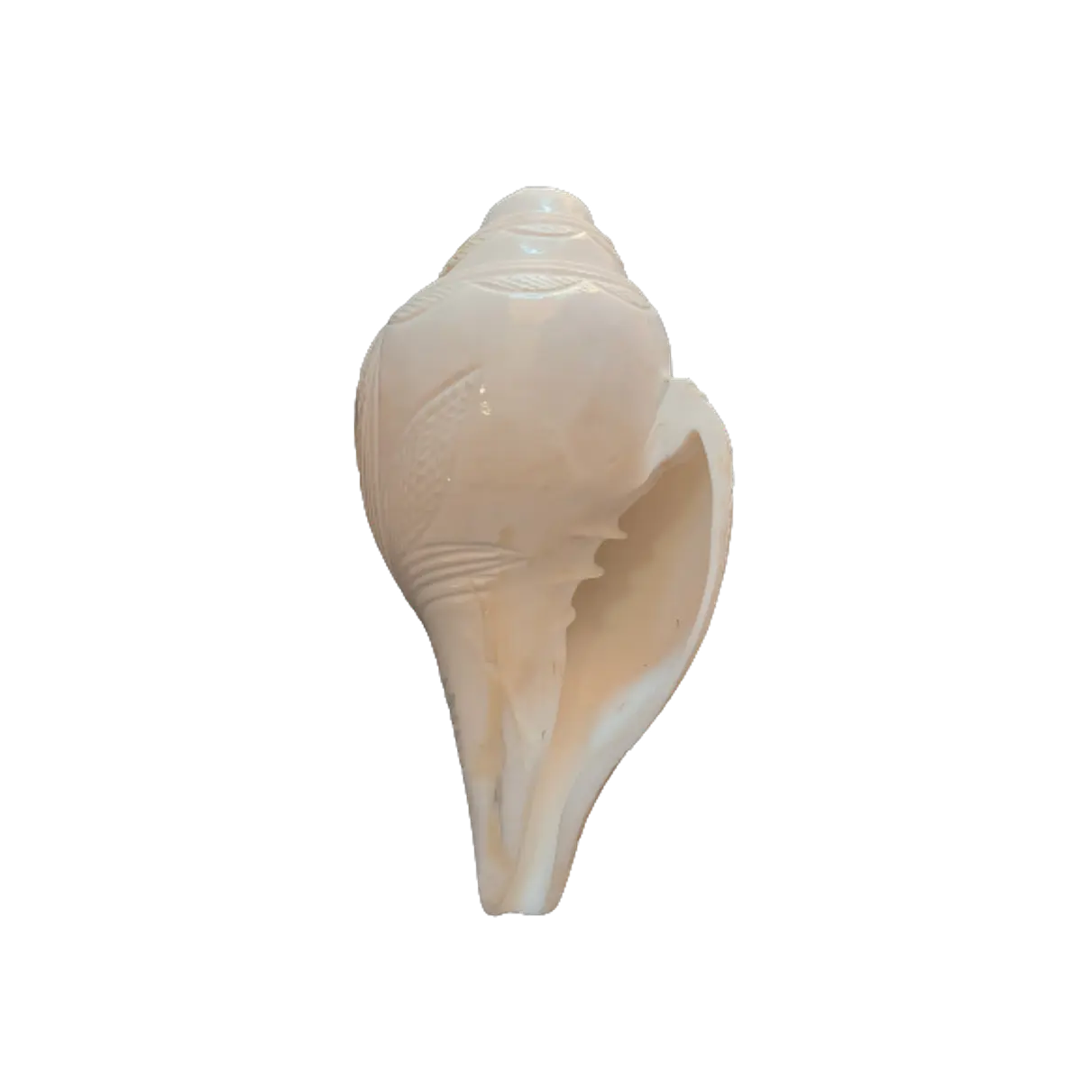Caracola - Shanka Tallada