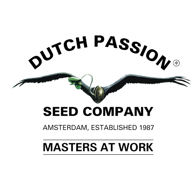 Blue Auto Mazar x3 Dutch passion / Semilla cannabis