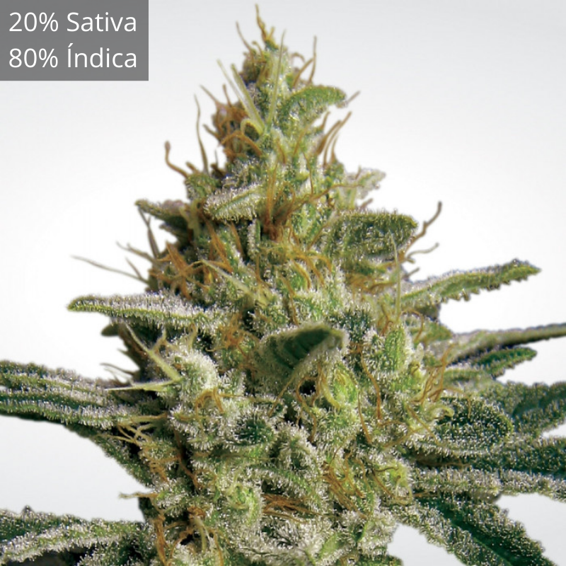 All kush 3 semillas de cannabis / Paradise