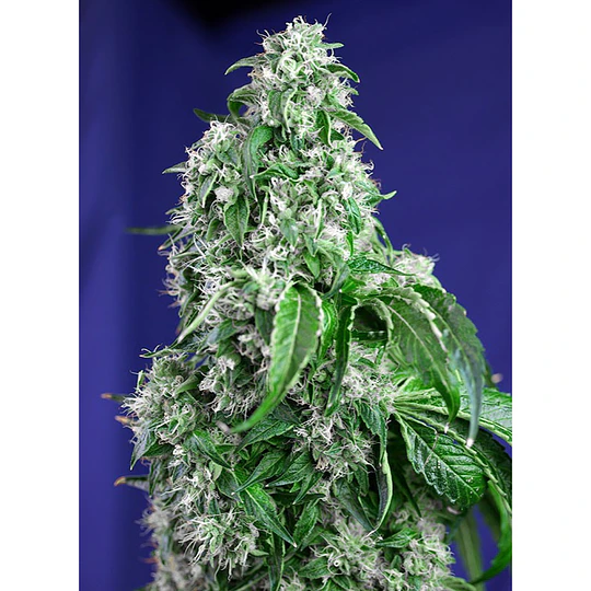 Auto Big Devil XL x3 sweet seeds / Semillas cannabis