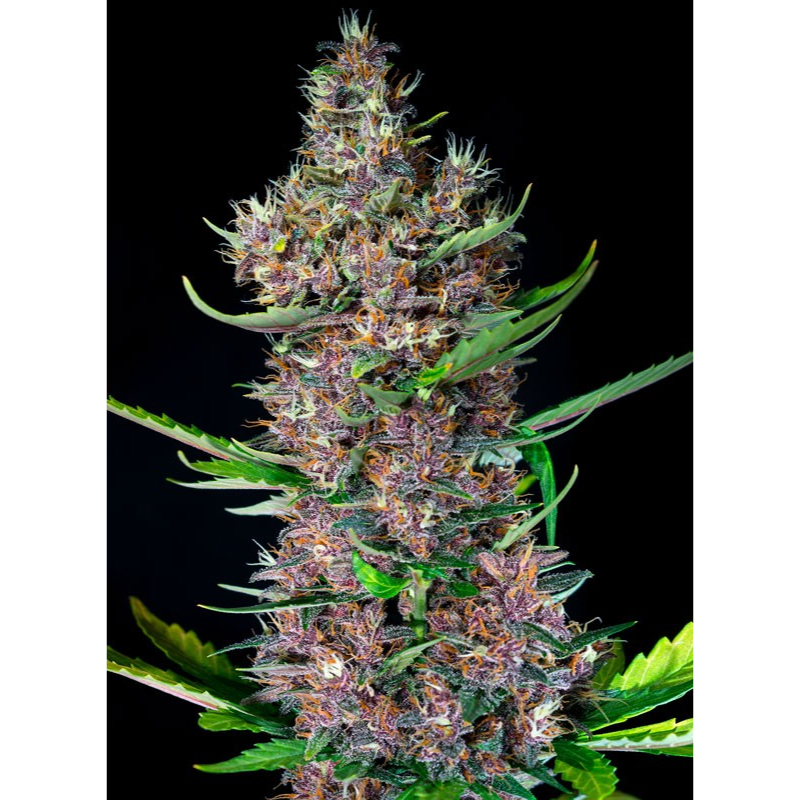 Red Poison auto 3+1 sweet seeds / Semillas Cannabis