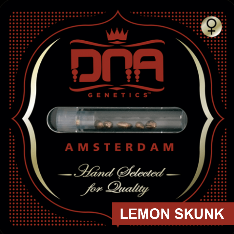 Lemon Skunk de DNA Genetics® / Semillas de cannabis