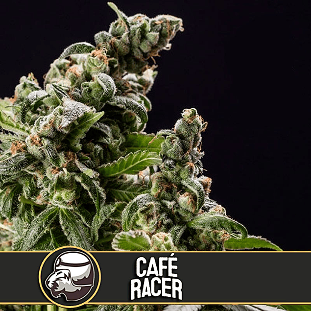 Café Racer - Blimburn seeds / Semillas cannabis fem