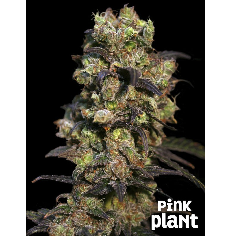 Pink plant Eva seeds semillas cannabis feminizada