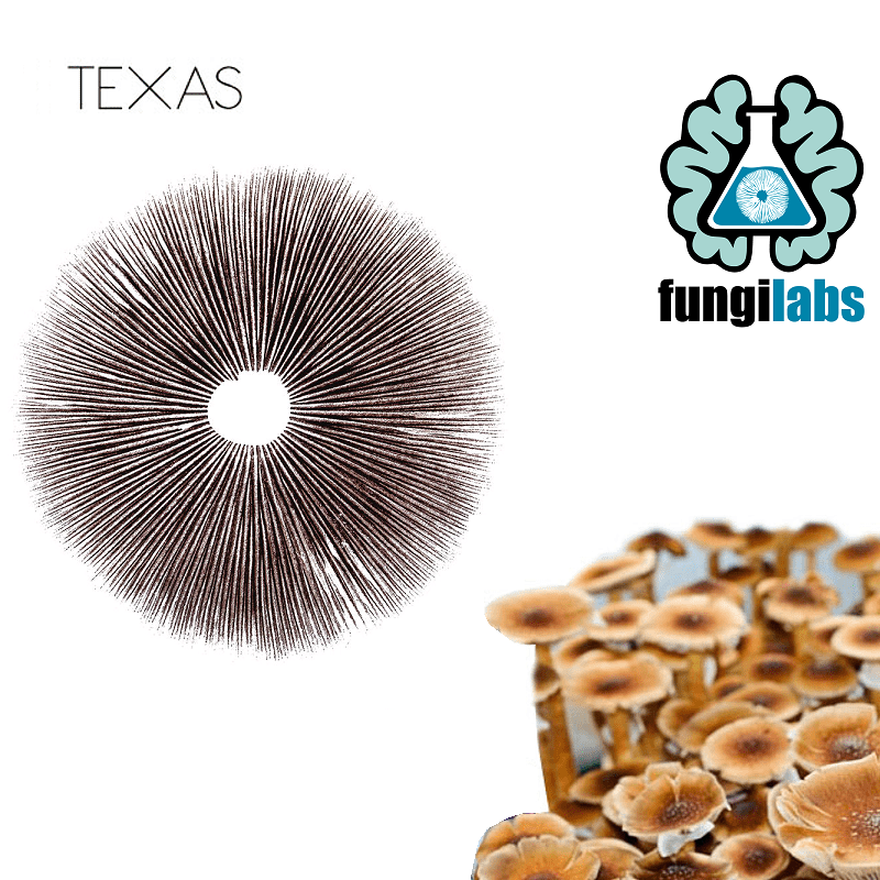 Sello Espora Texas / Psilocybe cubensis