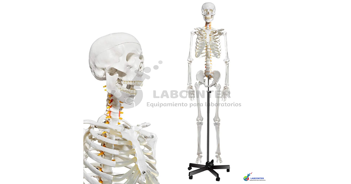 ESQUELETO TAMAÑO 1,70CM