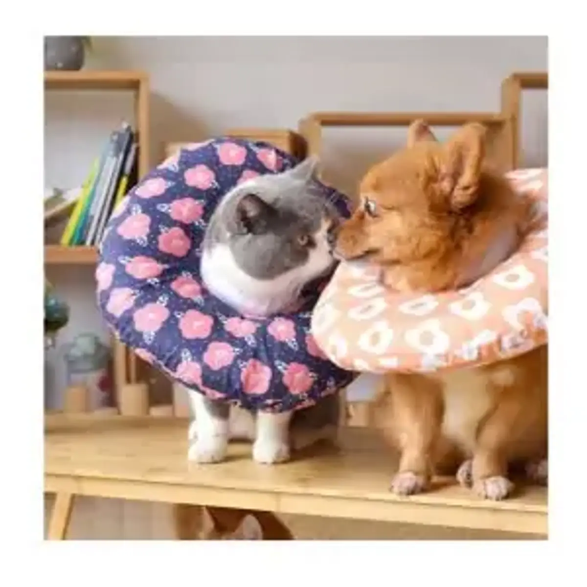 COLLARES ISABELINOS POST QUIRURGICOS PARA PERRITOS O GATITOS