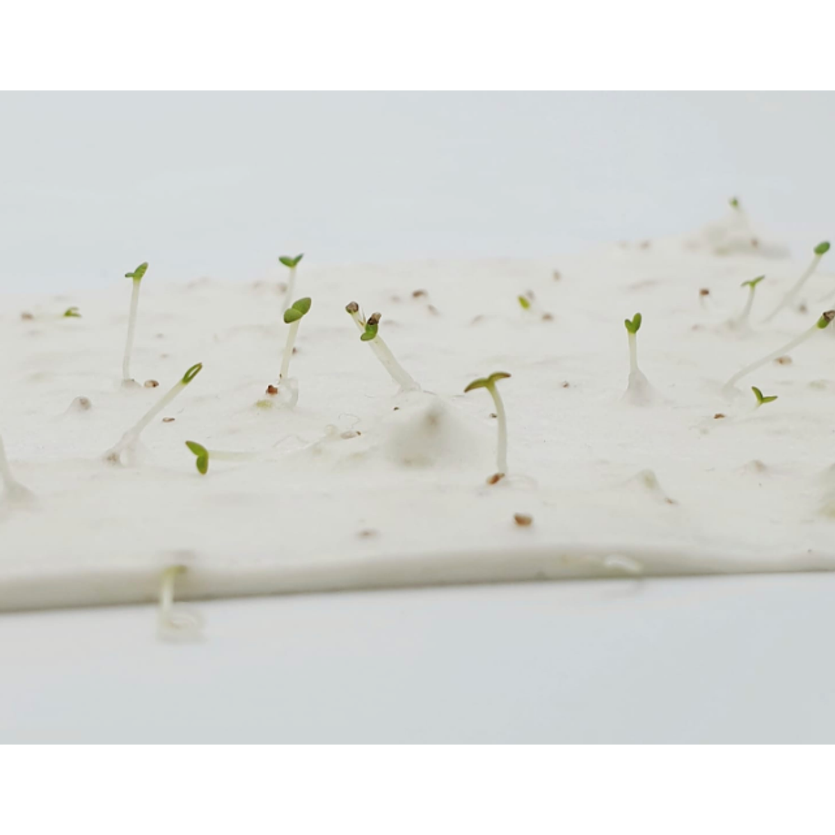 PARTE DE MATRIMONIO GERMINABLE GEA