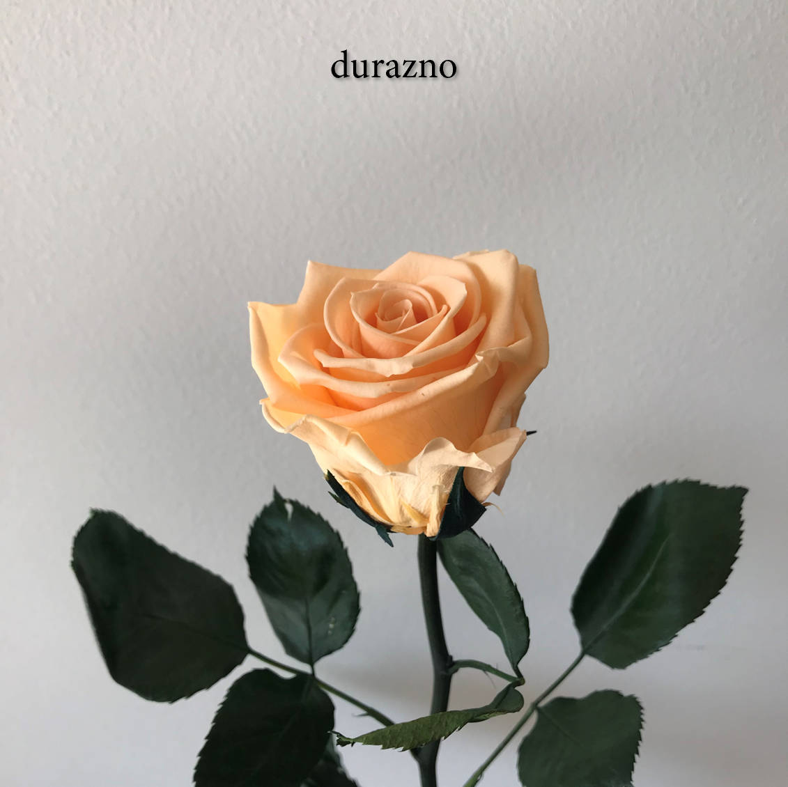 Rosa en tallo - Rosa Natural Preservada
