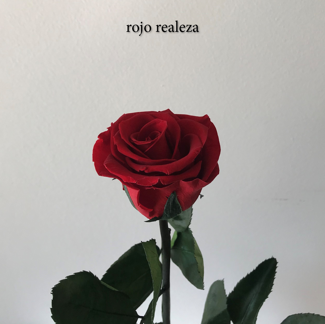 Rosa en tallo - Rosa Natural Preservada