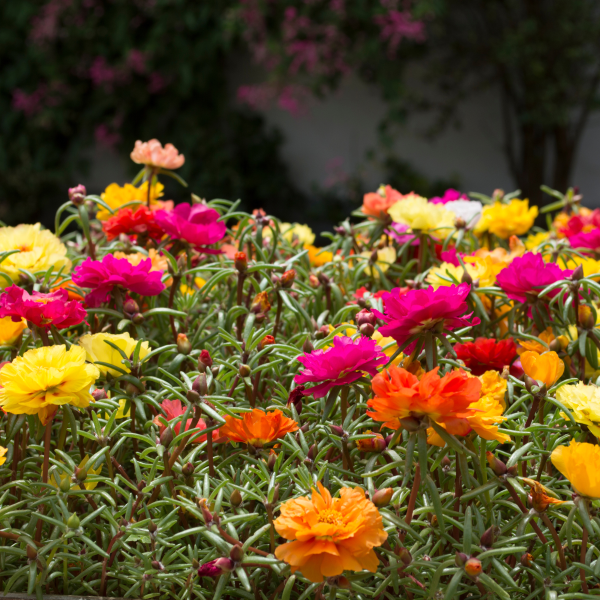 Semillas de Portulaca Mix (40 semillas)