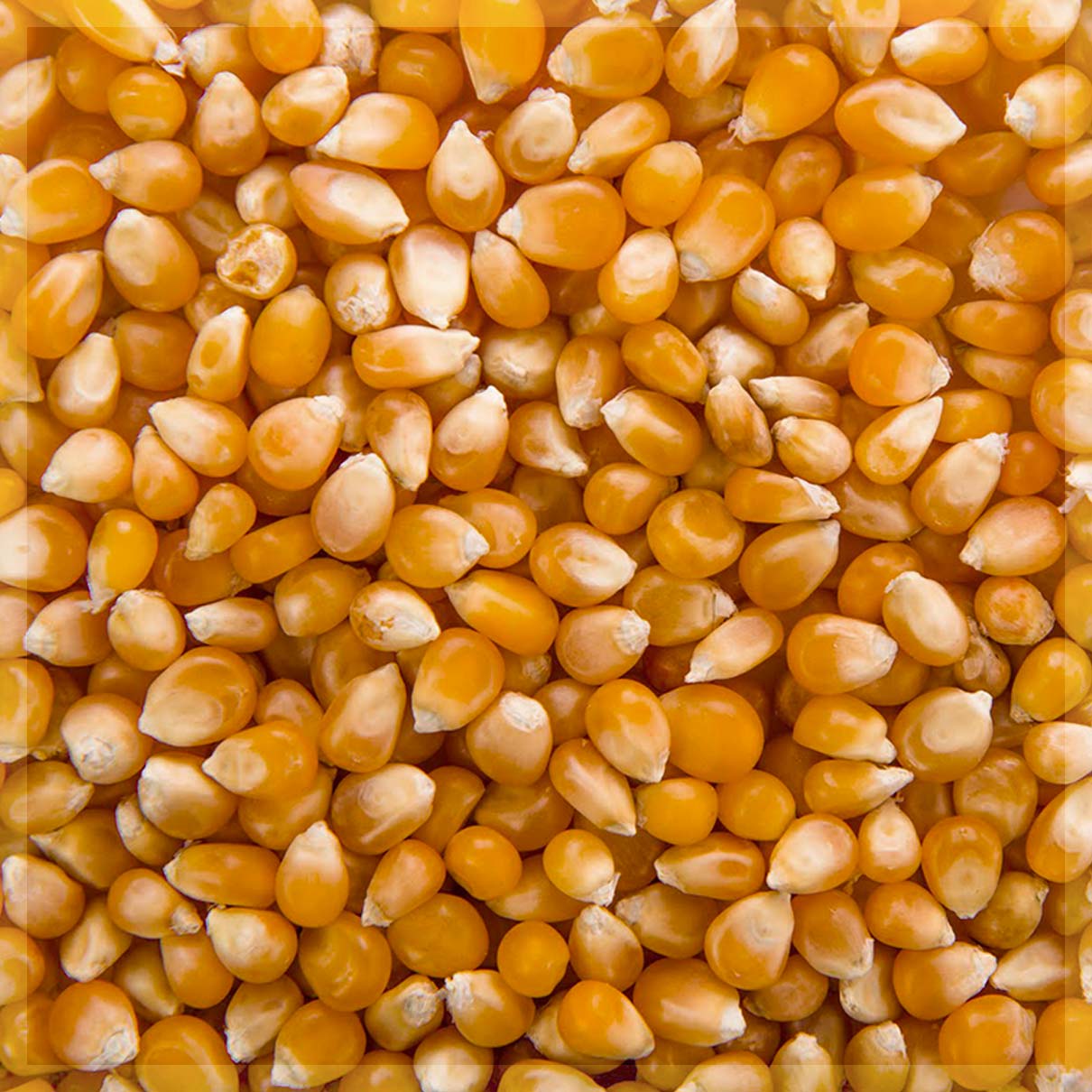 Maíz curagua a granel - Tienda Lenut