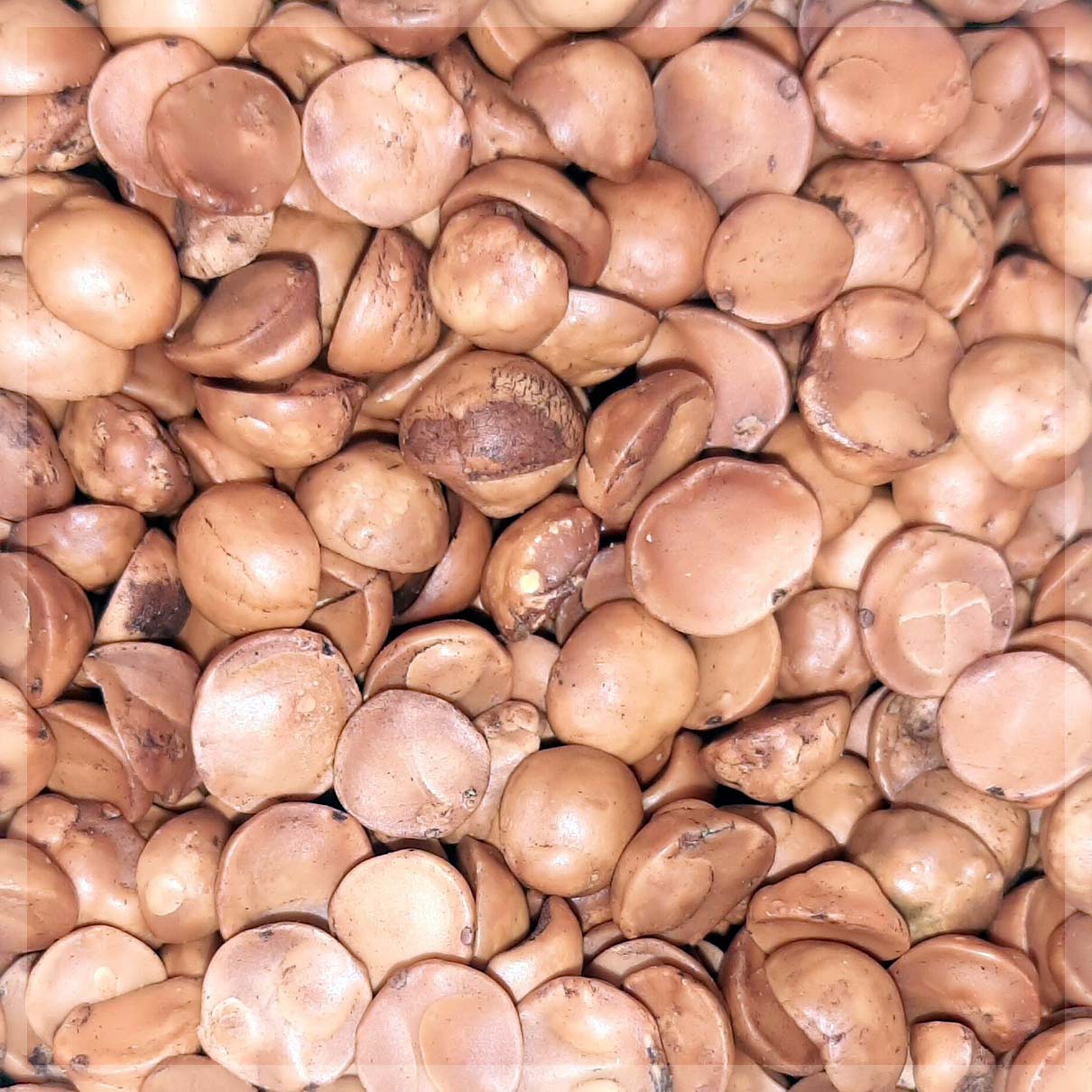 Avellanas chilenas tostadas a granel - Tienda Lenut