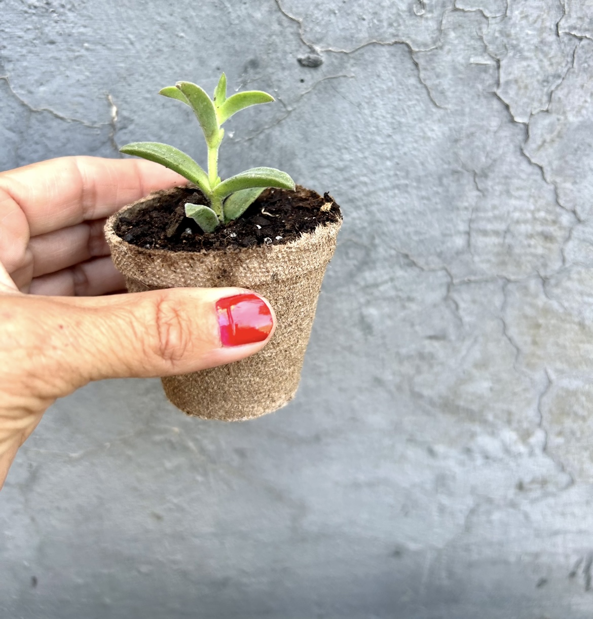 Set de 30 maceteros biodegradables con suculentas