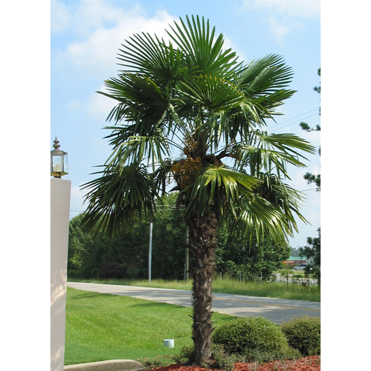 Semillas de Palmera de Abanico China
