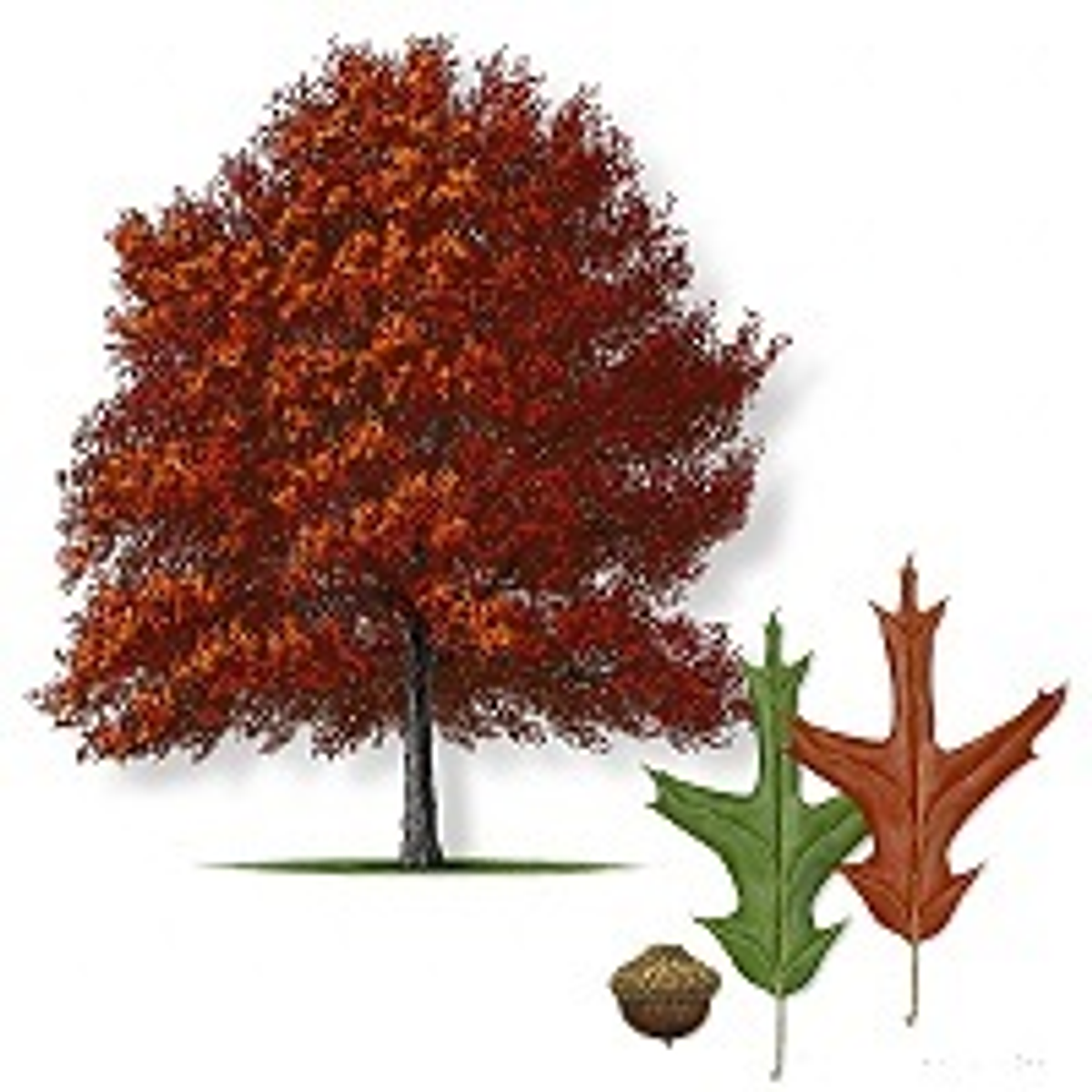 Roble rojo (quercus Falcata)