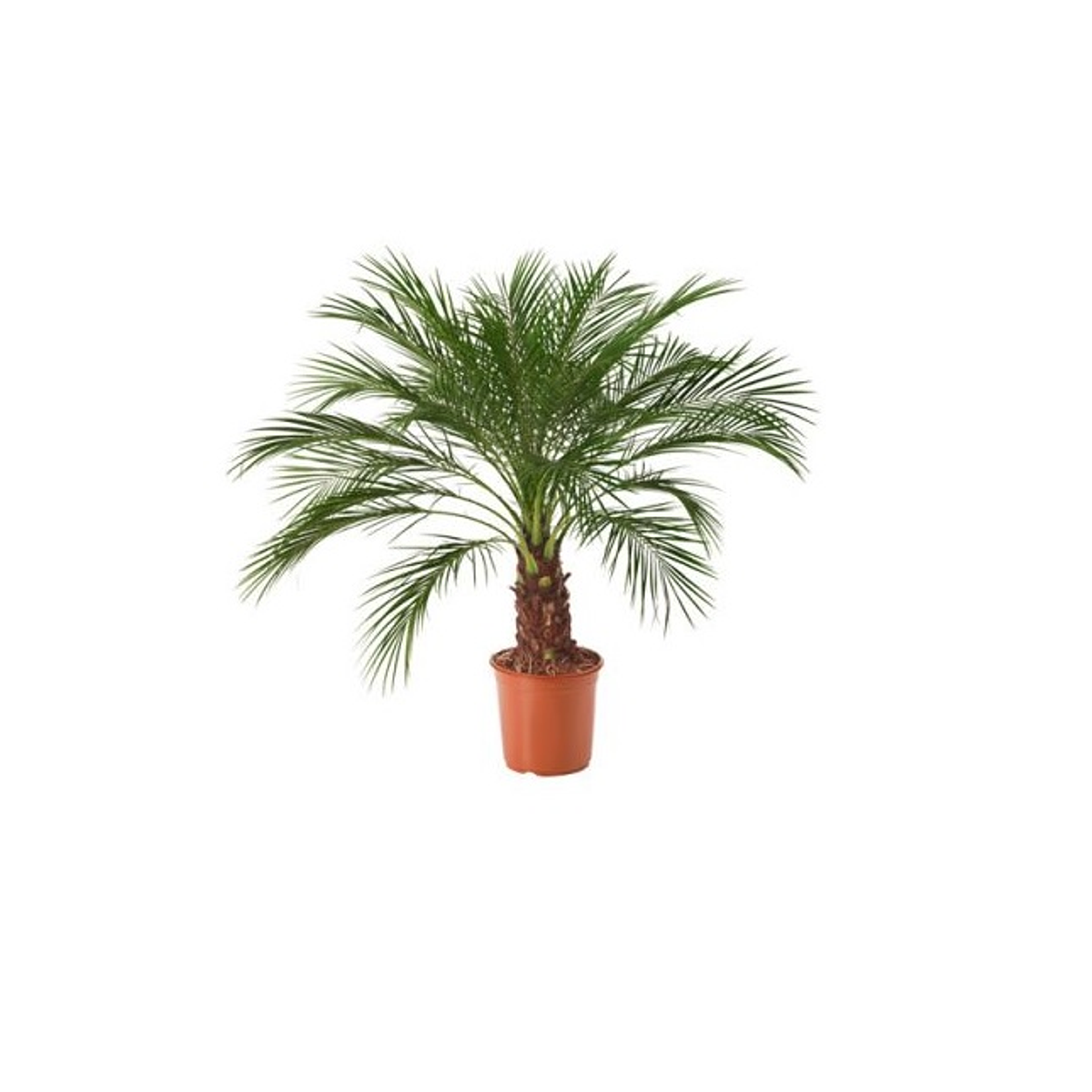 Semillas de Phoenix Robelini