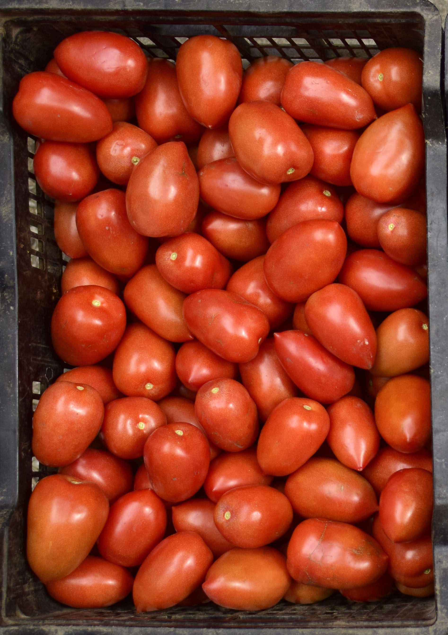 1 Kg Tomates Pera