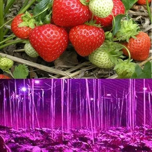 Panel Led Full Spectrum Cultivo Indoor 50w Grow 22004