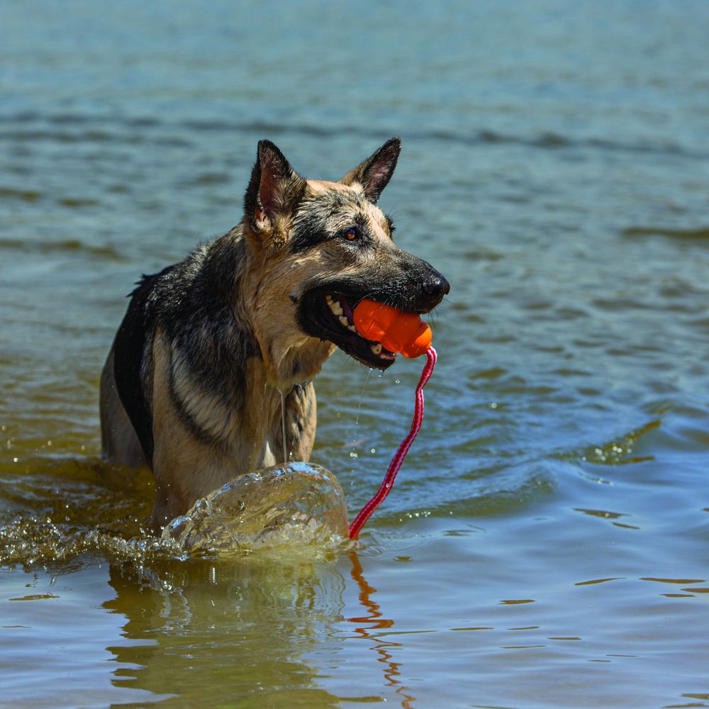 Juguete para perro Kong Aqua