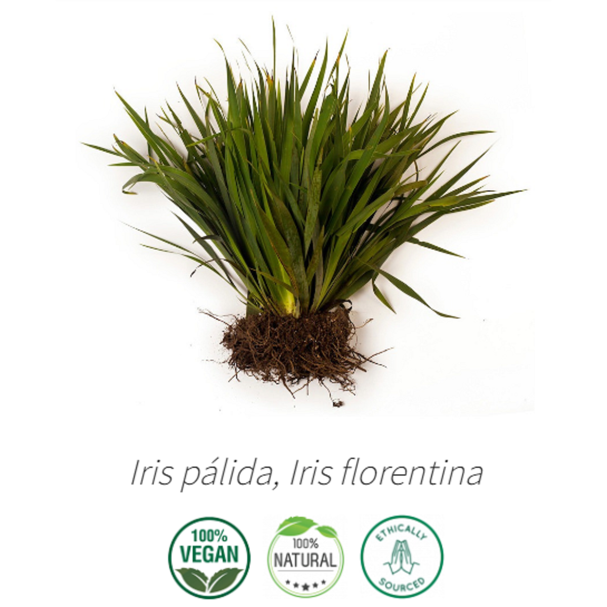 Aceite Iris / Raiz de Lirio (absoluto) NB: Iris pallida, Iri
