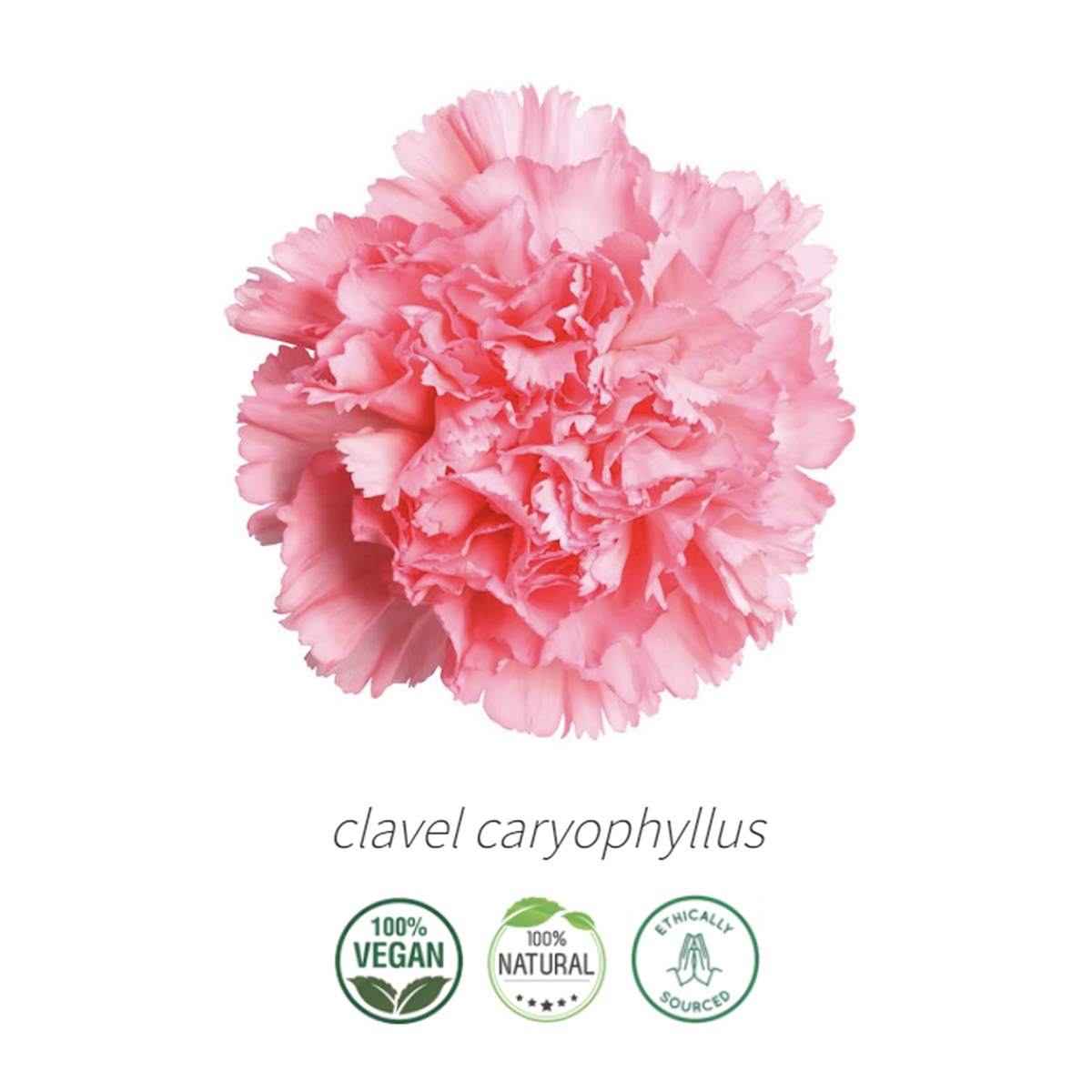Aceite Clavel (esencial) NB: Clavel caryophyllus