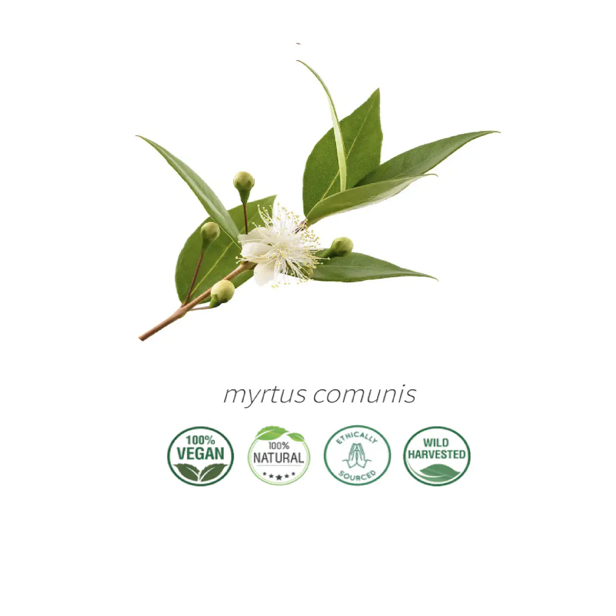 Aceite Mirto Verde (esencial) NB: Myrtus communis
