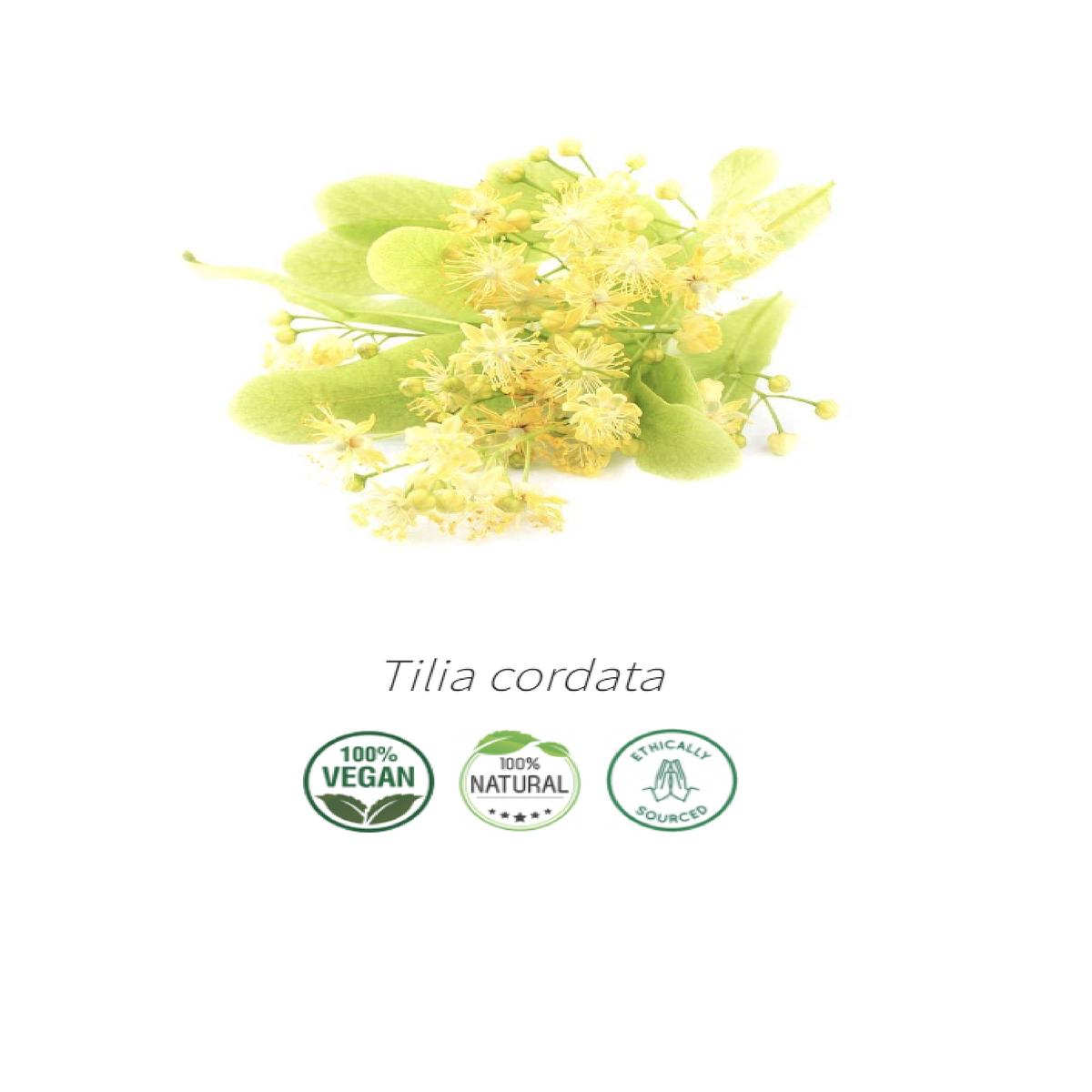 Aceite Flor de Tilo (absoluto) NB: Tilia cordata