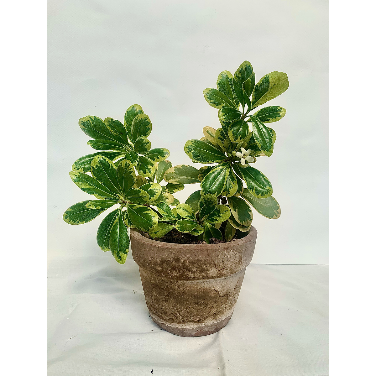 Pitosporo Tobira Variegado