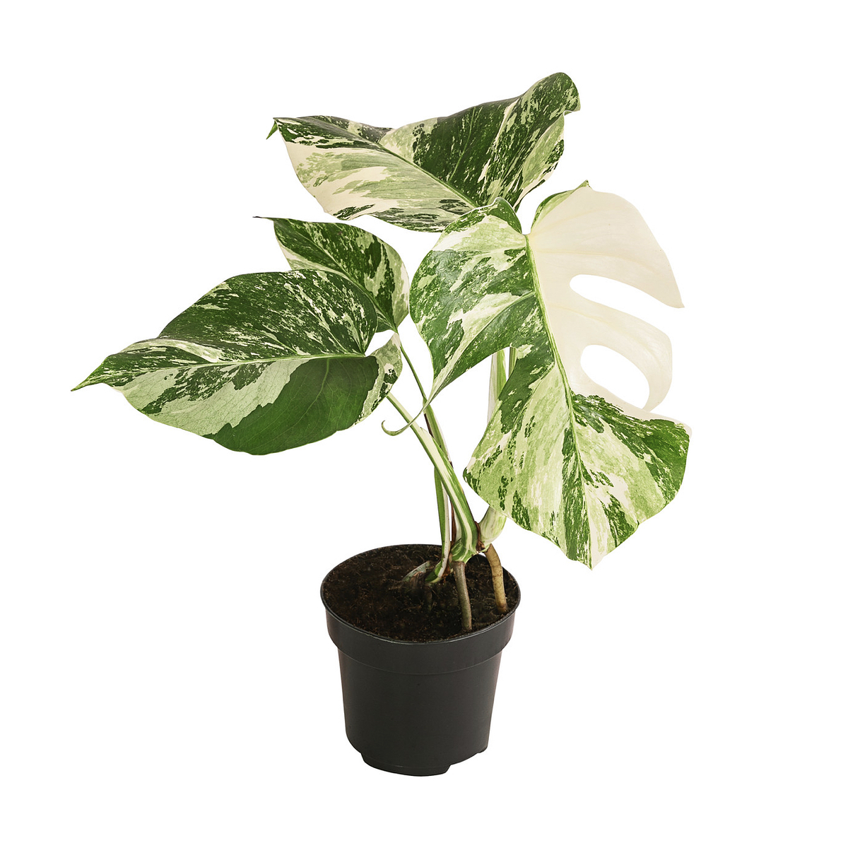 Monstera variegada