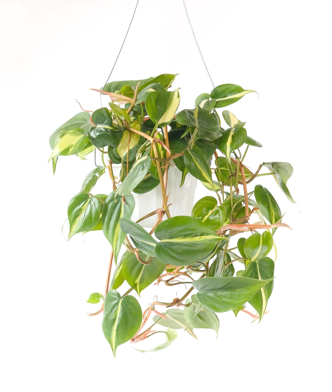 Philodendron Cordatum 'Brasil'