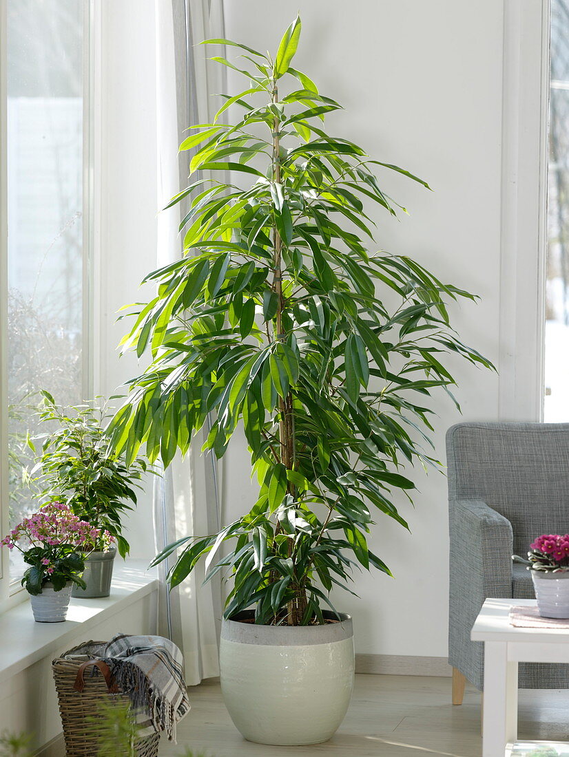 Ficus Alii