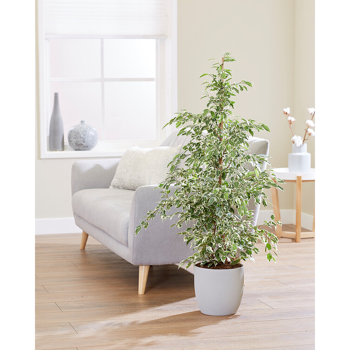 Ficus Benjamina Starlight o variegado