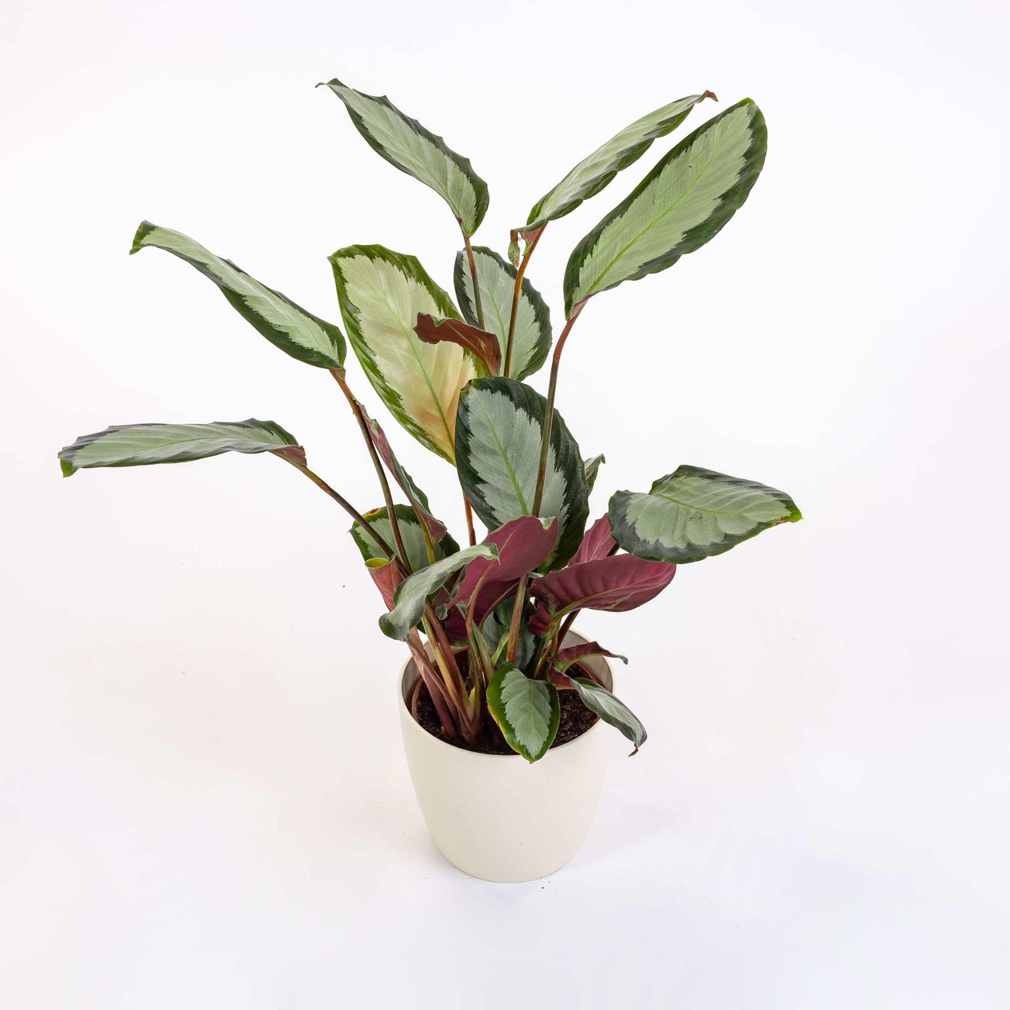 Calathea picturata 'Argentea'