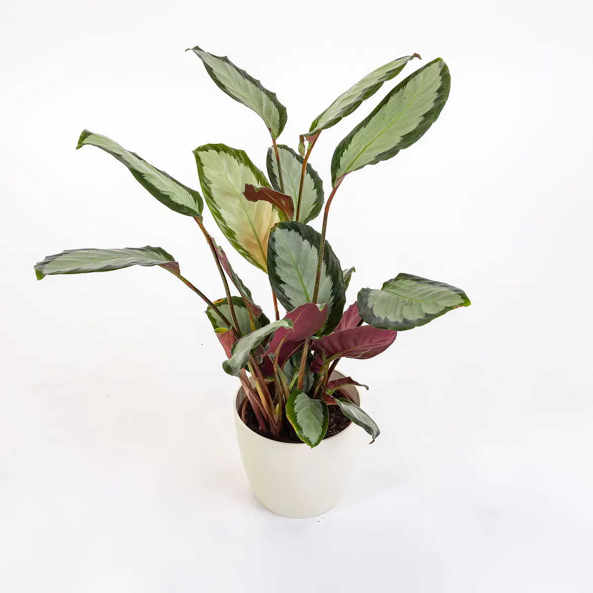 Calathea picturata 'Argentea'