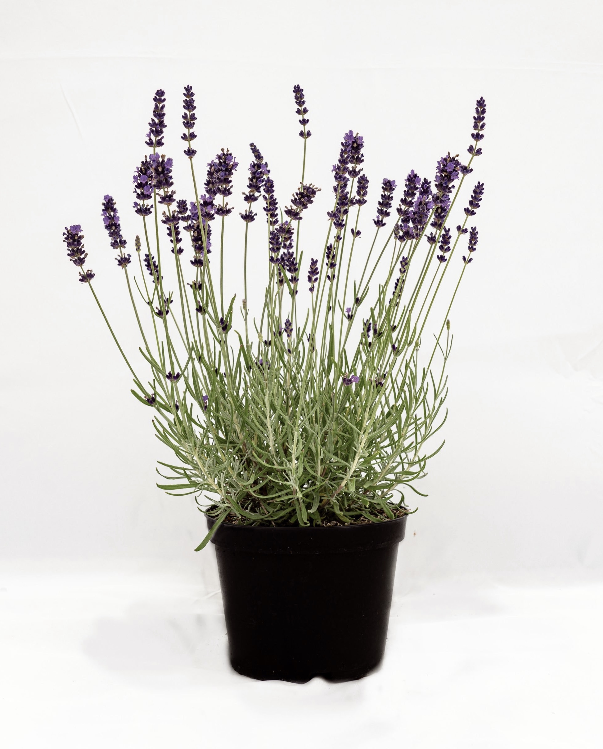 Lavanda Inglesa (Lavandula angustifolia)