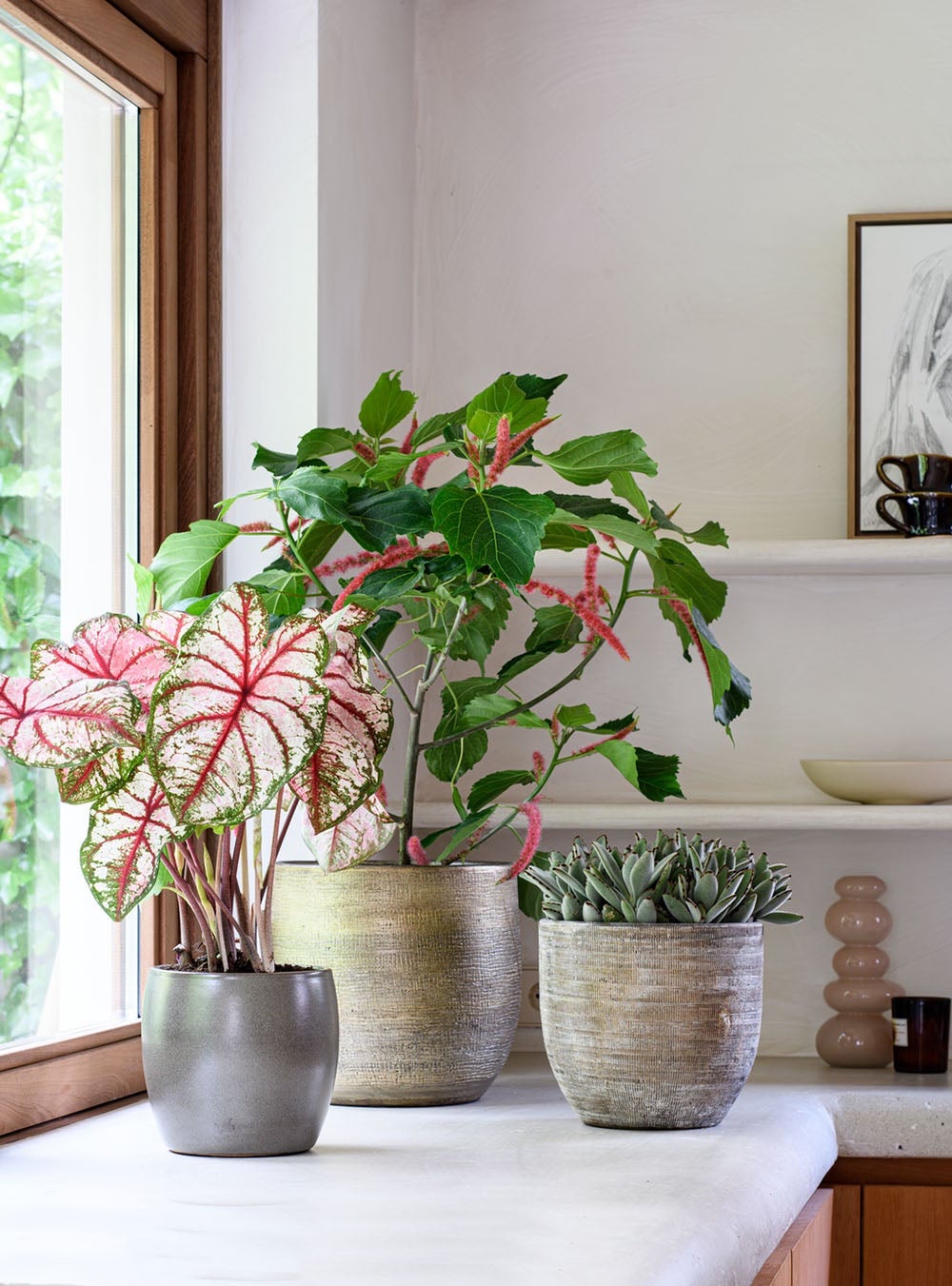 Caladium Celebration