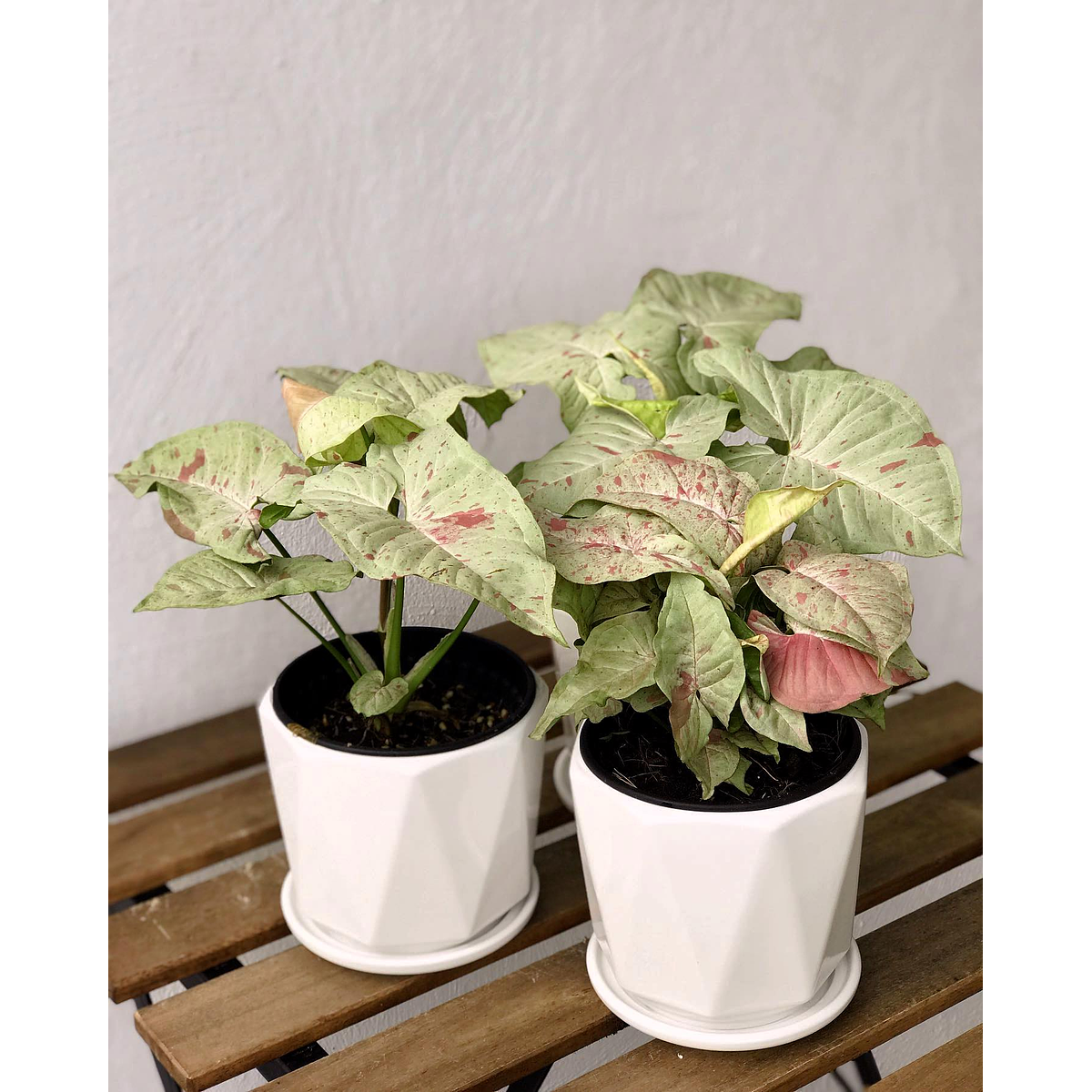 Singonio Milk Confetti