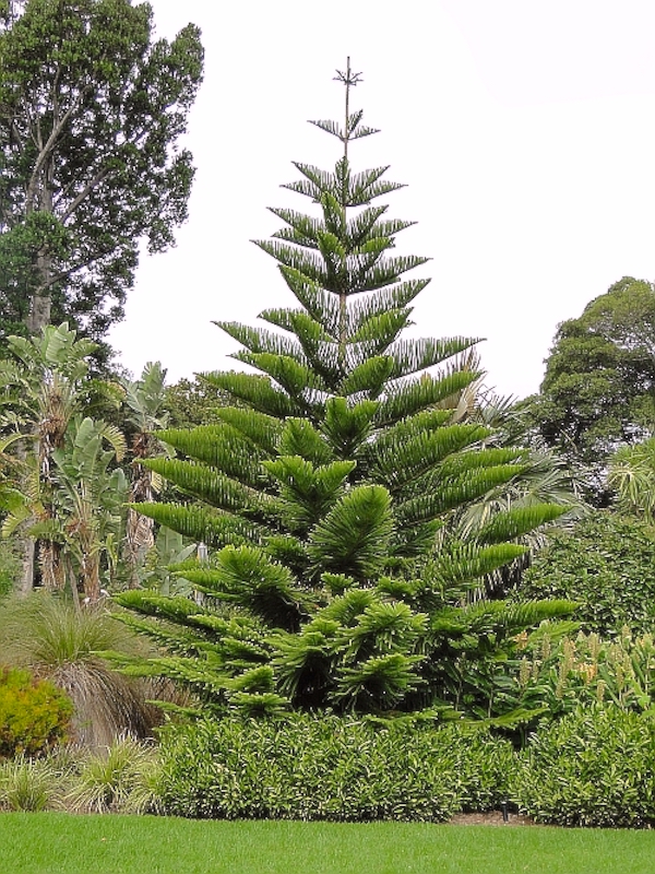 Araucaria heterophylla Araucaria excelsa