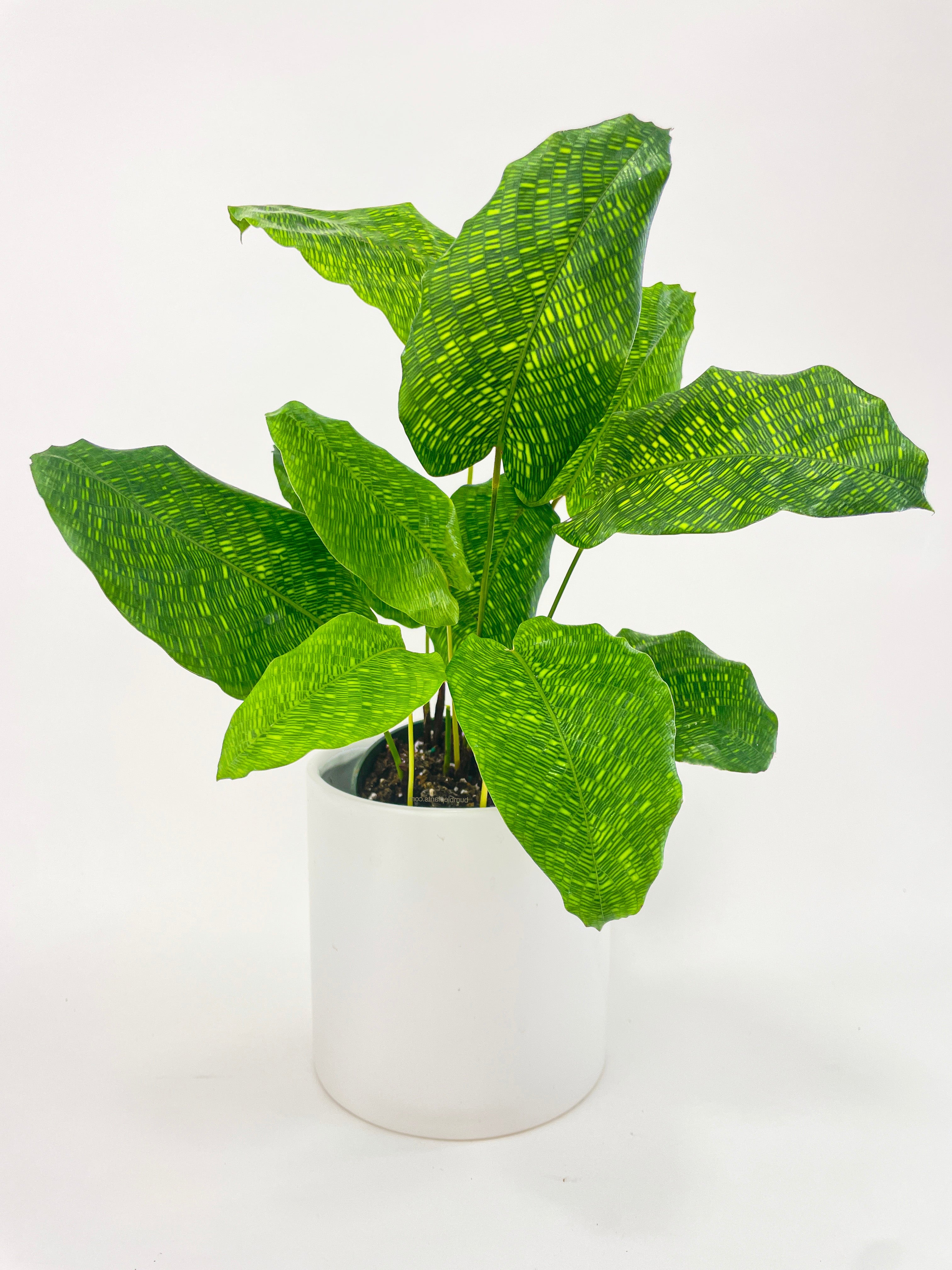 Calathea Musaica Network