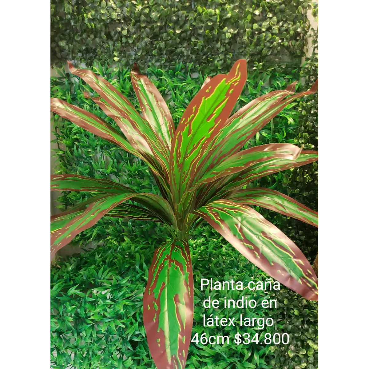 Planta caña de indio (sin matera)