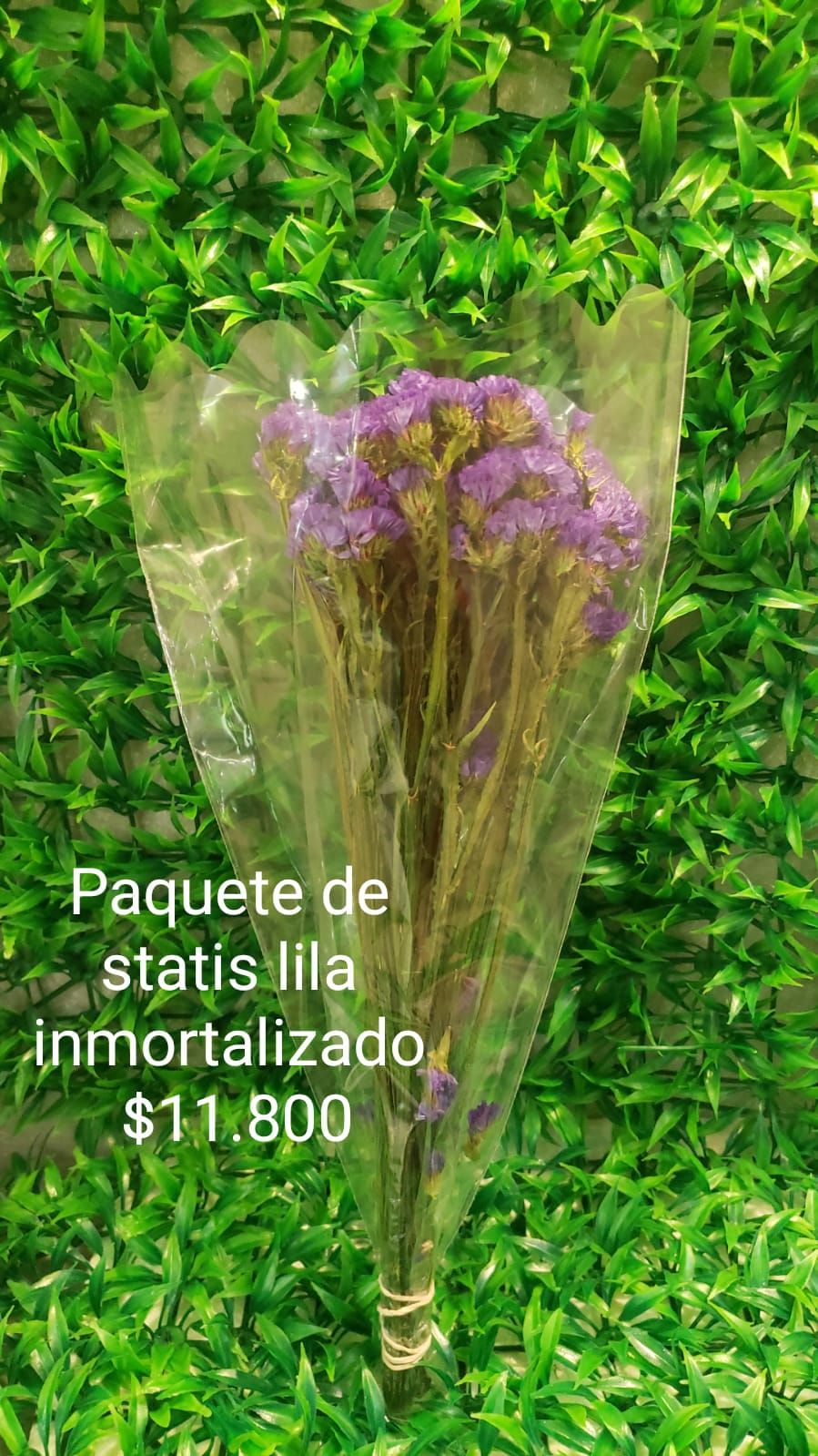 Statis morado