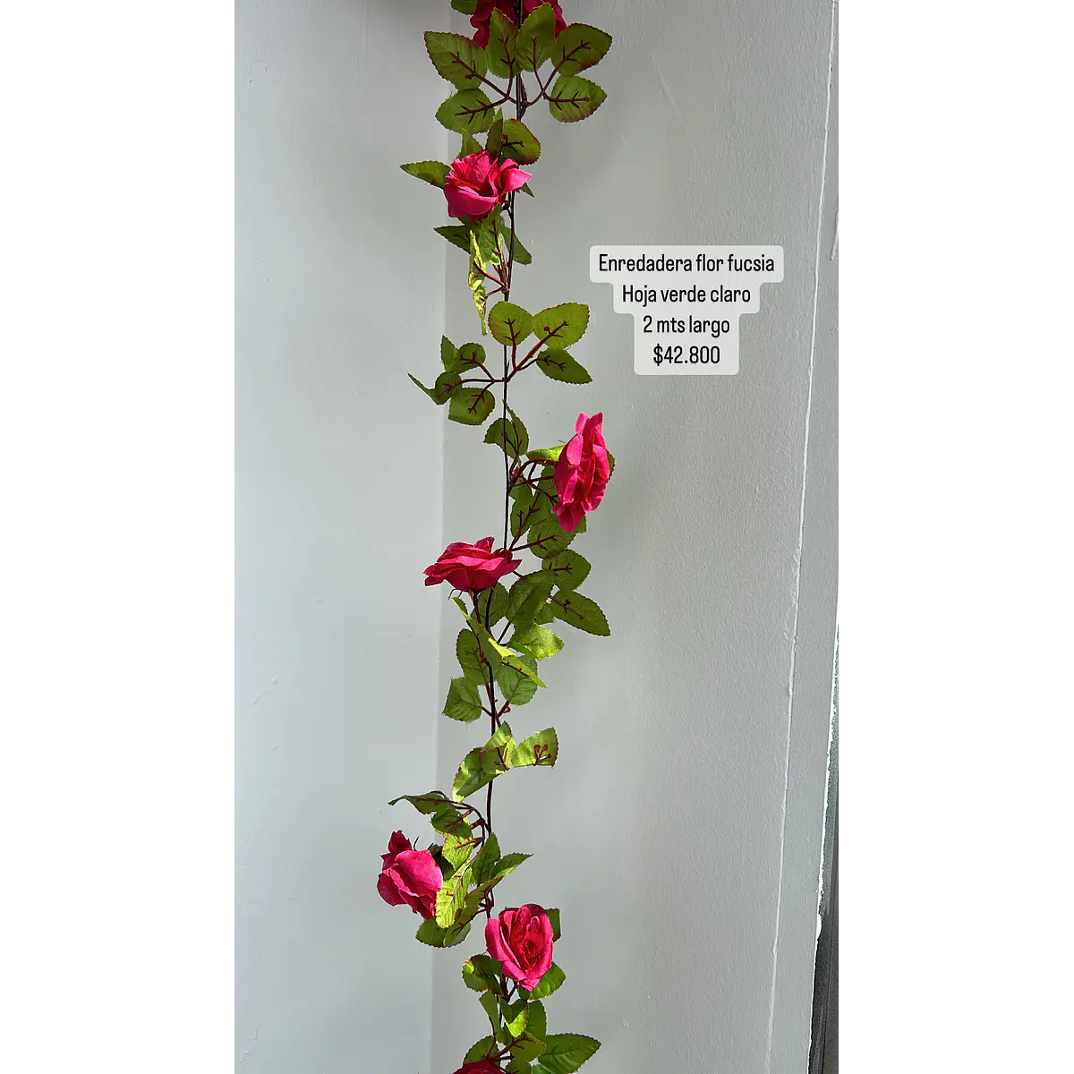 Enredadera rosa hoja clara