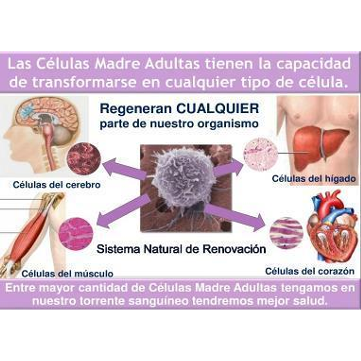 Liberadores de Celulas Madres