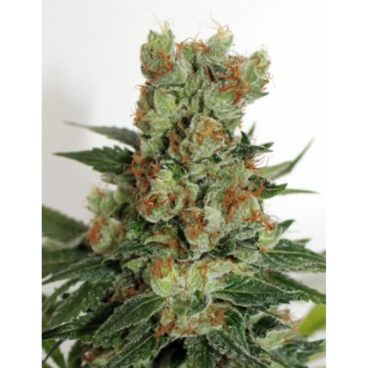 Bubble Gum Fem Granel | naturalgrow.cl