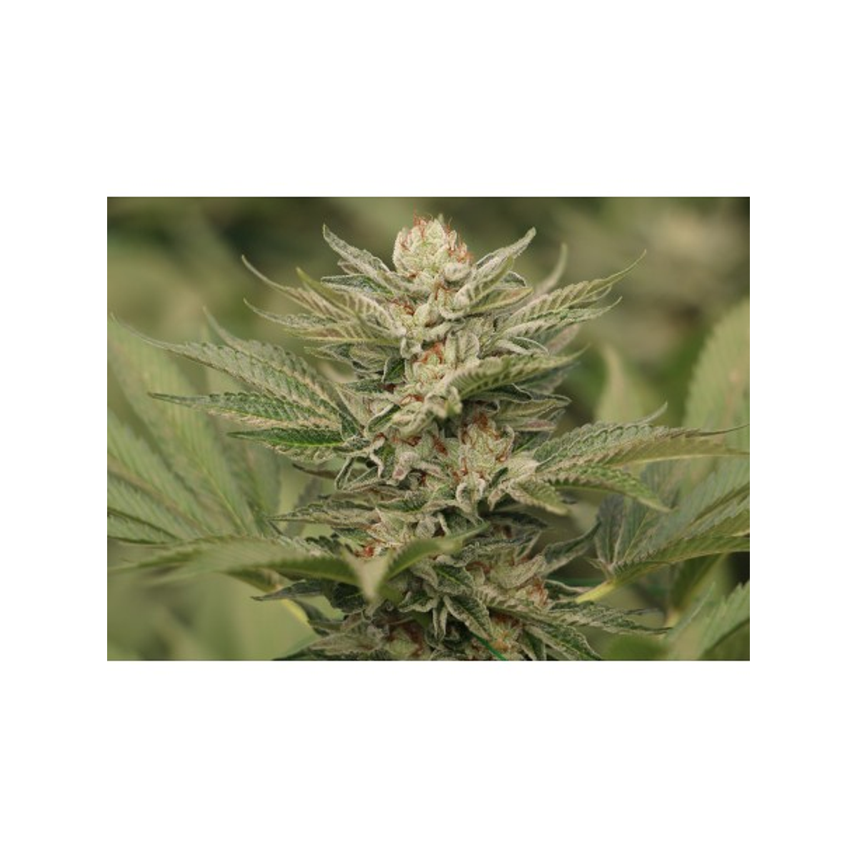 Critical Lemon Fem Granel | naturalgrow.cl