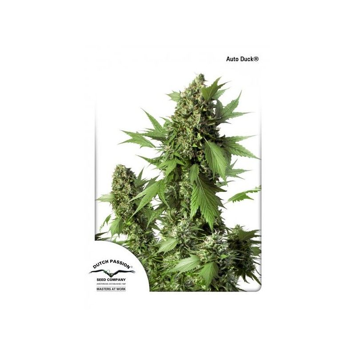 Auto Duck x3 | naturalgrow.cl